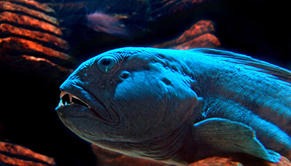 Blue Planet II Creates A New Wave Of Interest In The Undersea World ...